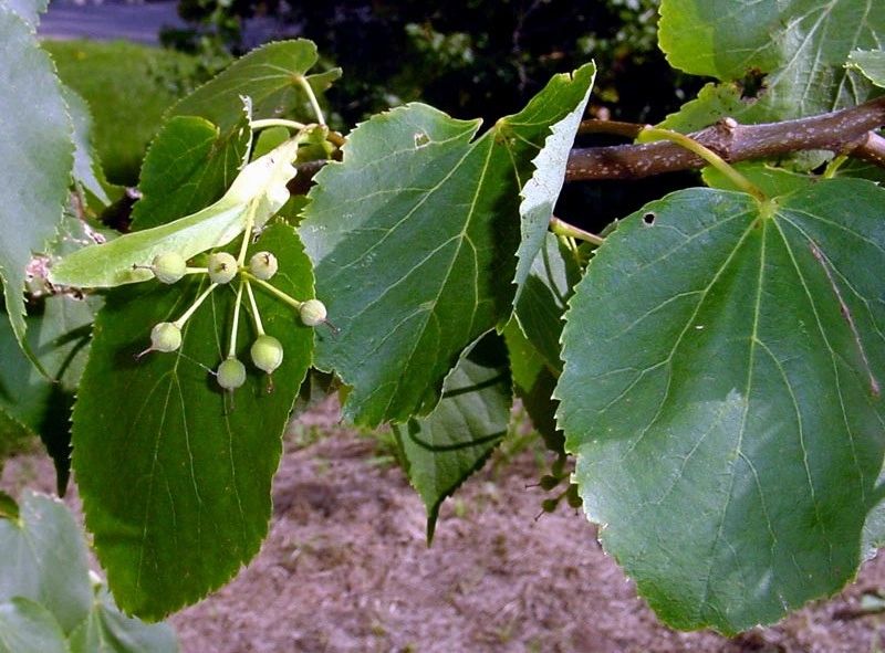 Hackberry Bare Root Plants 50 Count